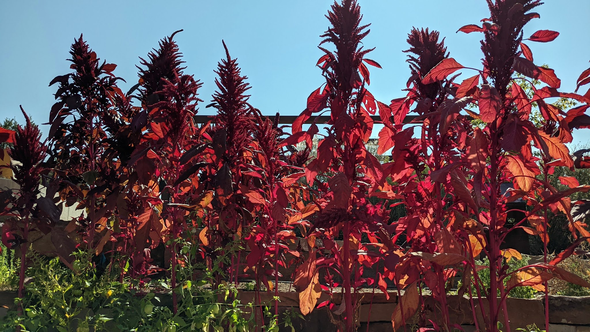 The Mathematical Tourist: Red Dye Amaranth