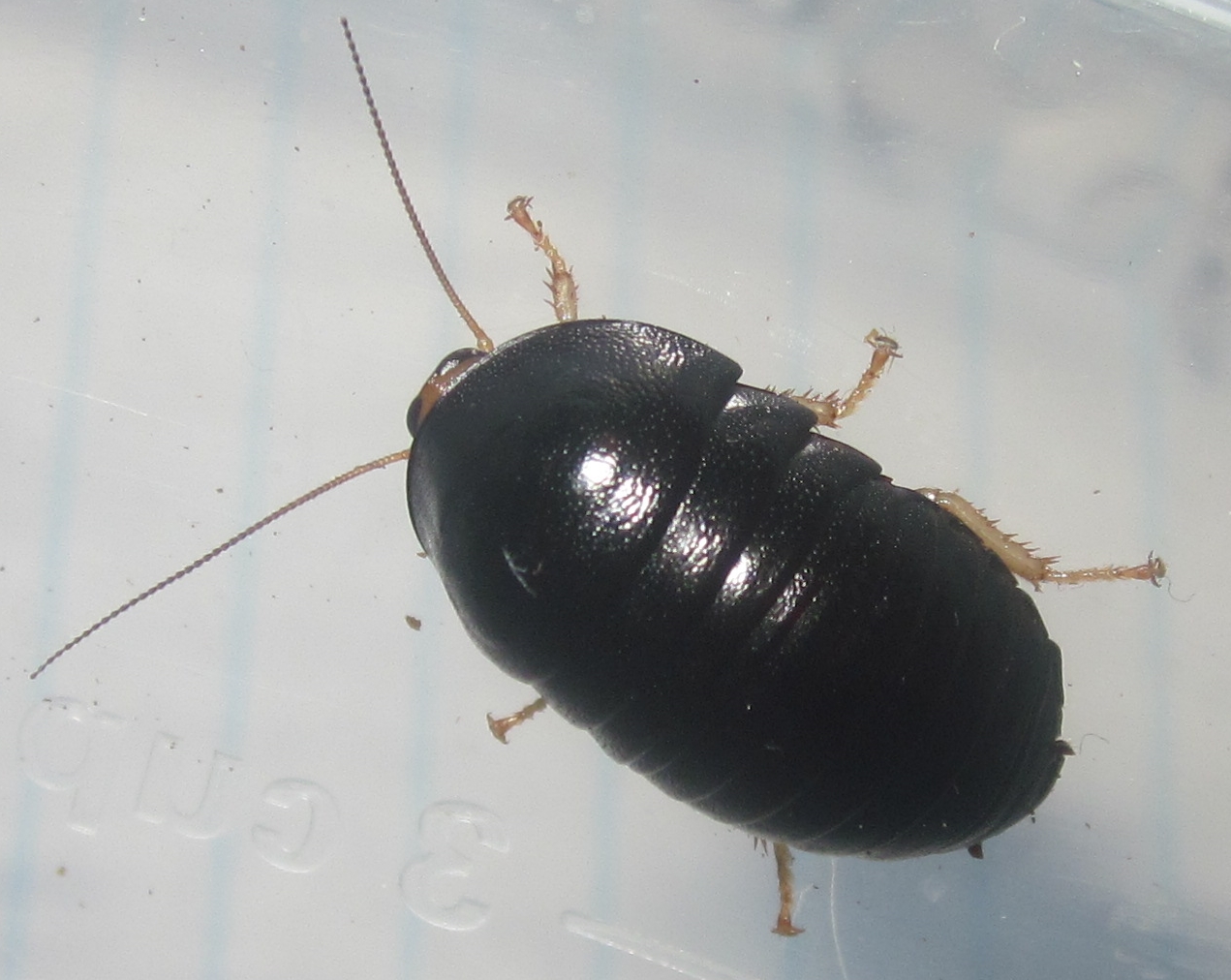 Invertebrate Dude: Perisphaerus punctatus: New Roly Poly Roaches!!!