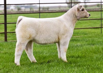 MITTAG Blog: Otto Show Cattle/Pesek Cattle Farm