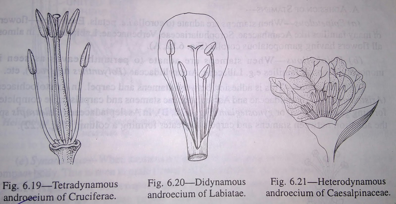 Androecium in angiosperm-digieduco