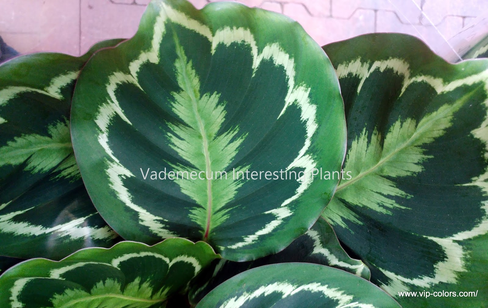 Vademecum Interesting Plants: Calathea ( soorten) - Kalatea, ostrzeszyn ...