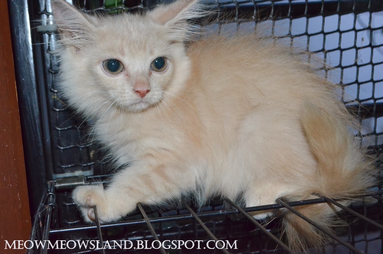 Meow Meow's Land: Mixed Breed Tabby / Himalayan Kitten (Sold)