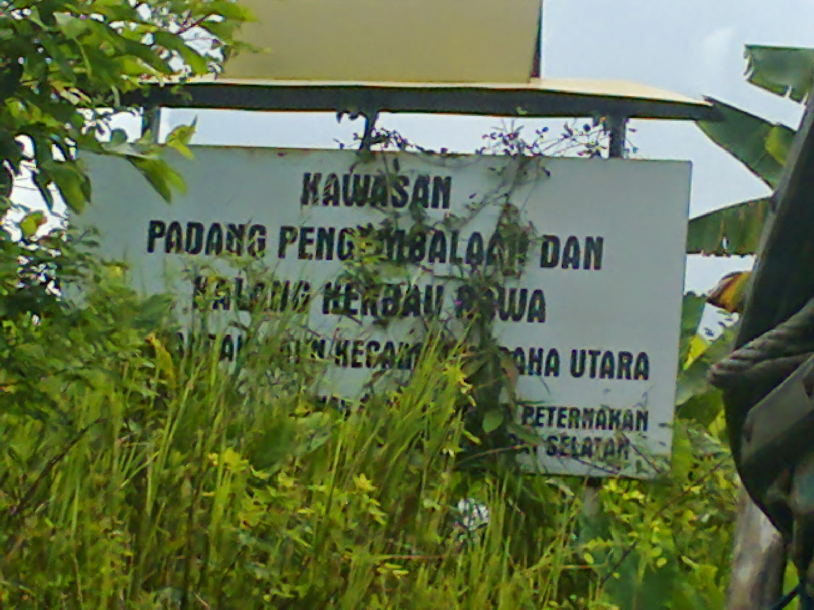 Aan Hungang™ : Kalsel: Nagara Kalang Hadangan (Kerbau Rawa) Dokumentasi