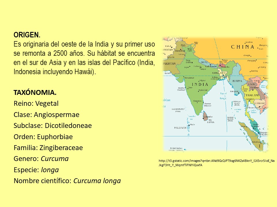 Servicios Integrales del Agro.: CÓMO CULTIVAR Y COSECHAR CÚRCUMA LONGA ...