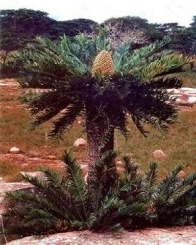 Cycads and Plants: Cycad: 1x Encephalartos lebomboensis 'Mananga ...