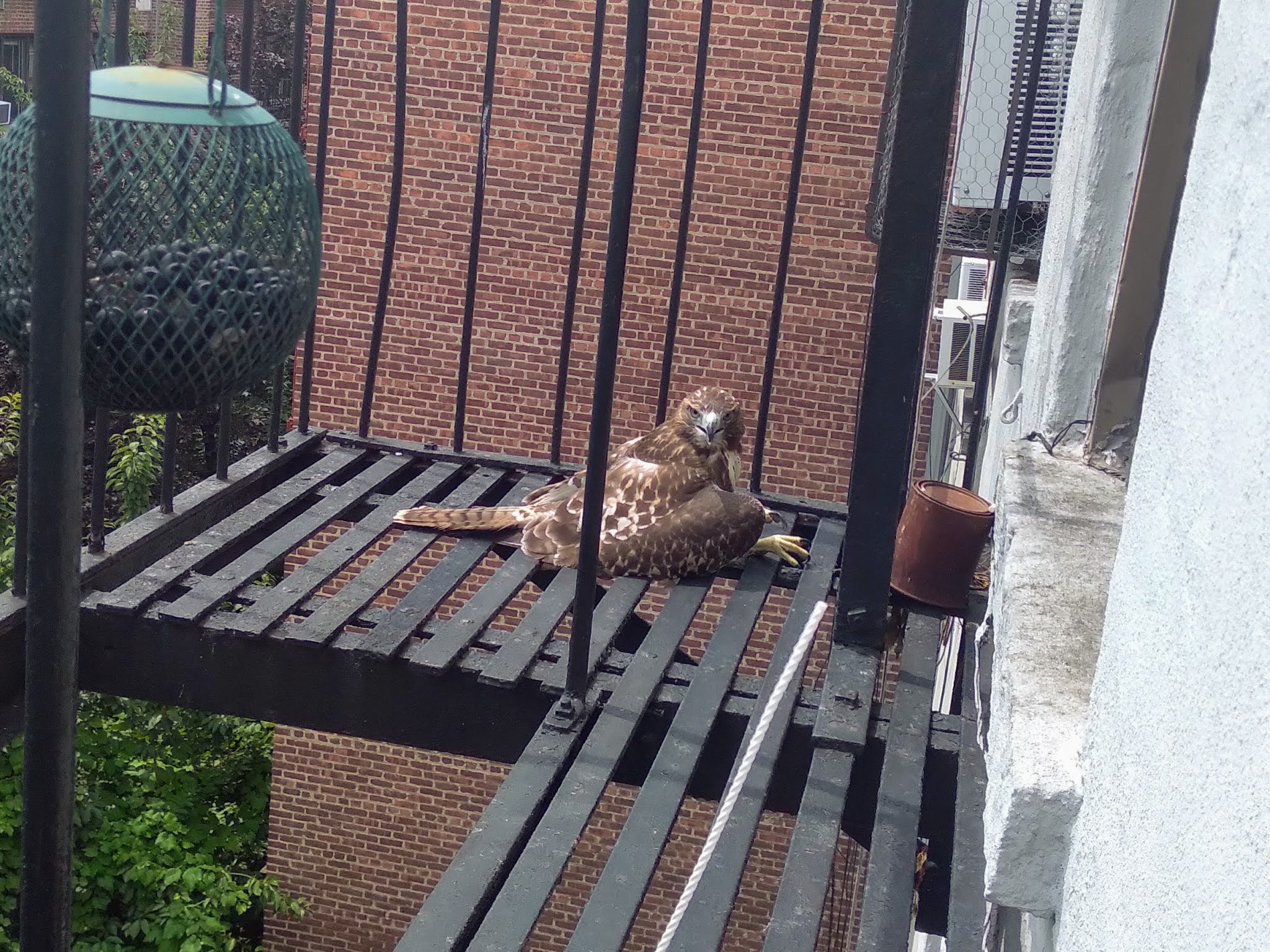 EV Grieve: One of Amelia and Christo's red-tailed hawk offspring has died