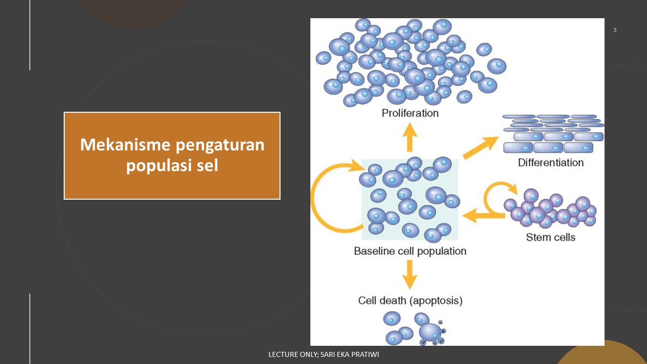 MOLECULAR BIOLOGY AND PATHOBIOLOGY : K-Diferensiasi dan Proliferasi Sel