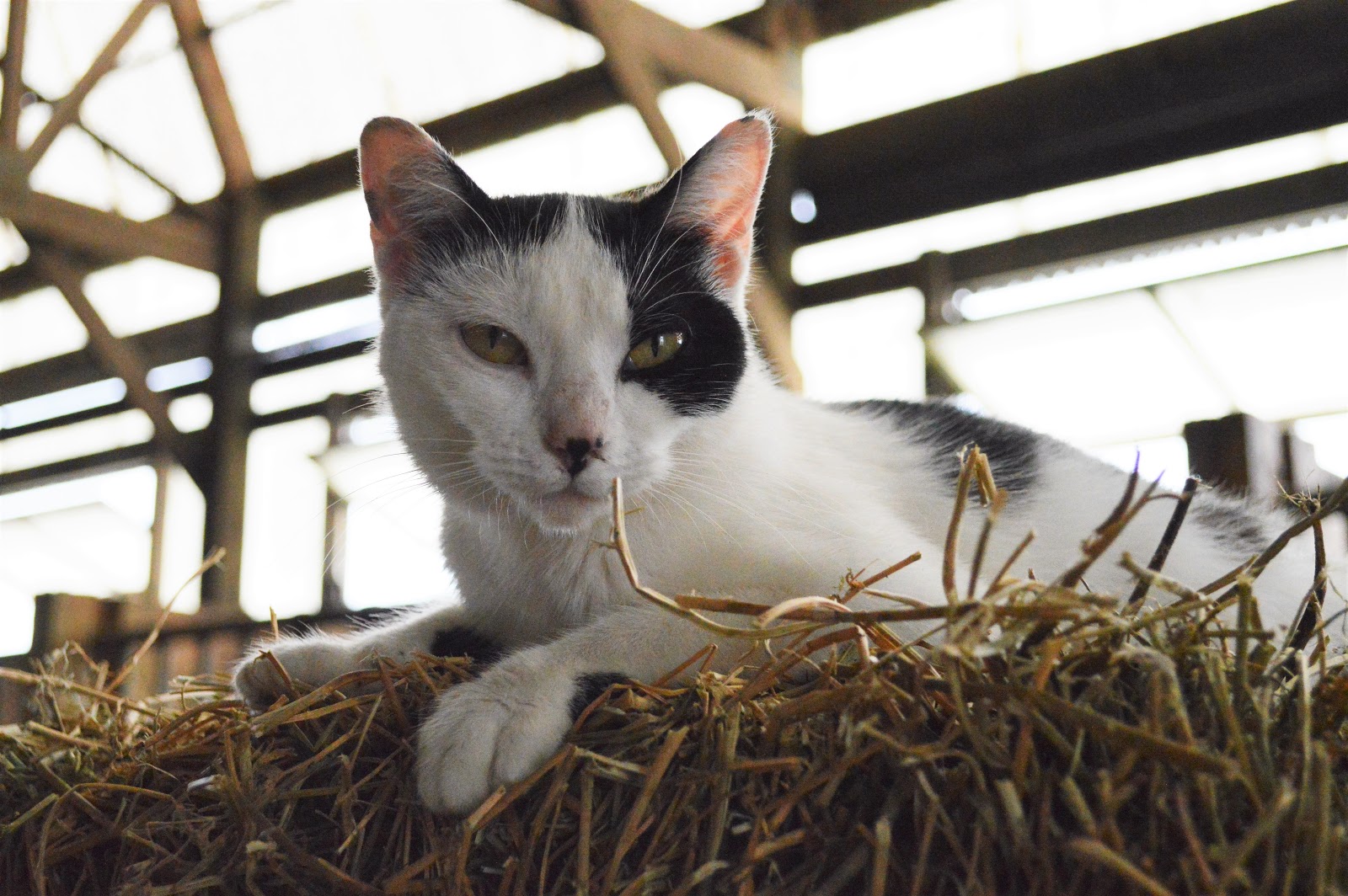 My Barnyard View : Ragweed's Farm Dog Handbook