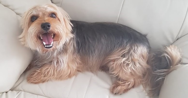 ALREADY ADOPTED! #480 - Eastern Cape, East London - Loving Friendly ...