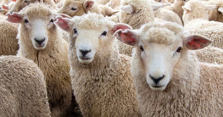 Chuma /Tshuma Totem - what they represent