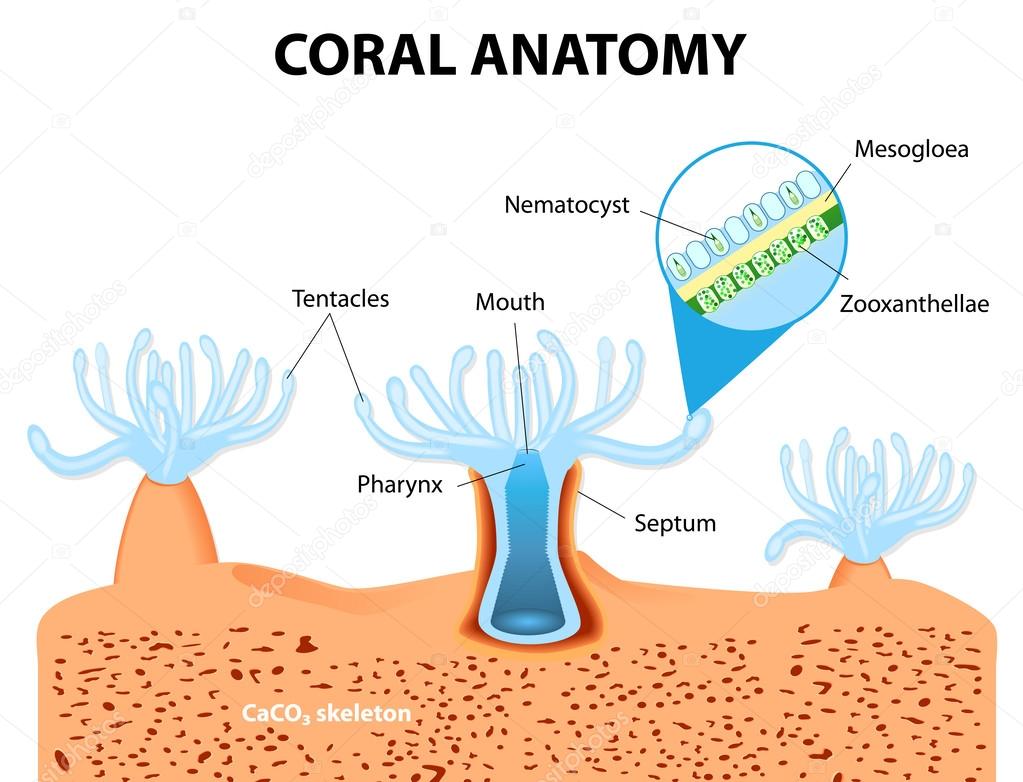 Semua Tentang laut: Terumbu Karang (Coral Reef)