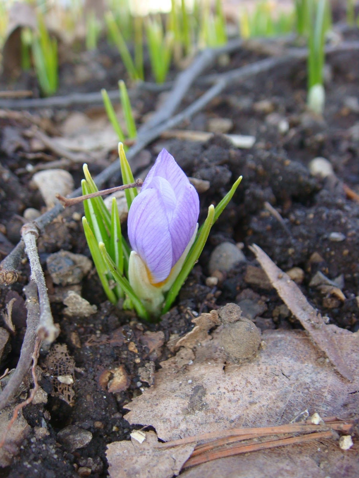 Fearless Gardening: Signs of Spring