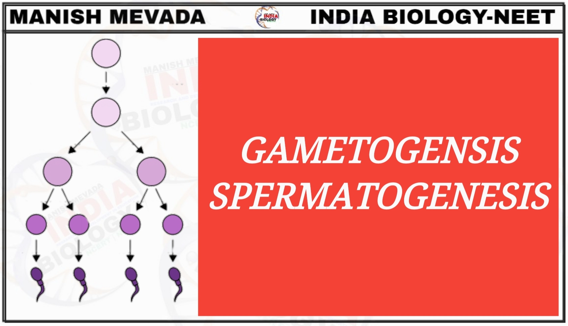 GAMETOGENSIS - SPERMATOGENESIS