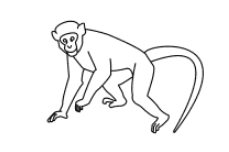 Cara Menggambar Monyet Dengan Mudah Lengkap