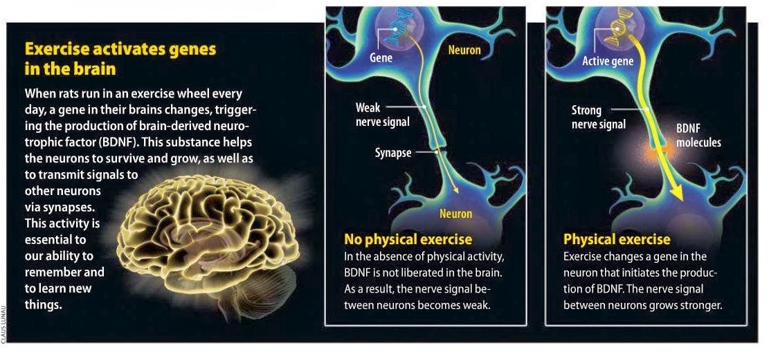 Give your brain a workout - The World of Knowledge