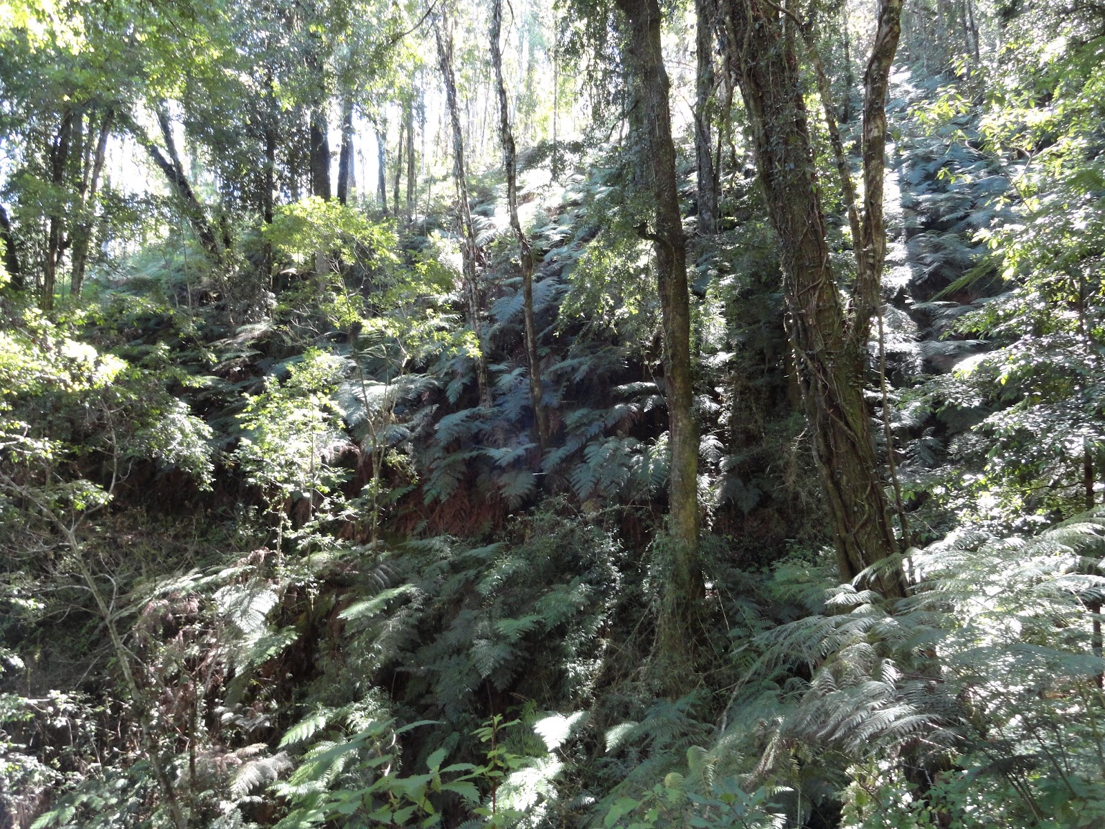 PARQUES DE LA IX REGIÓN DE LA ARAUCANIA - CONAF - CHILE - 2015 ...