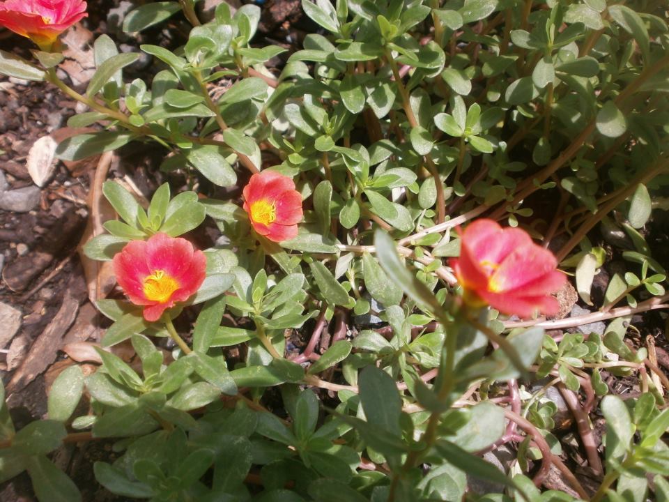 Photography with Dr. Ernie.: Flowers: Alusiman or Portulaca Amilis ...