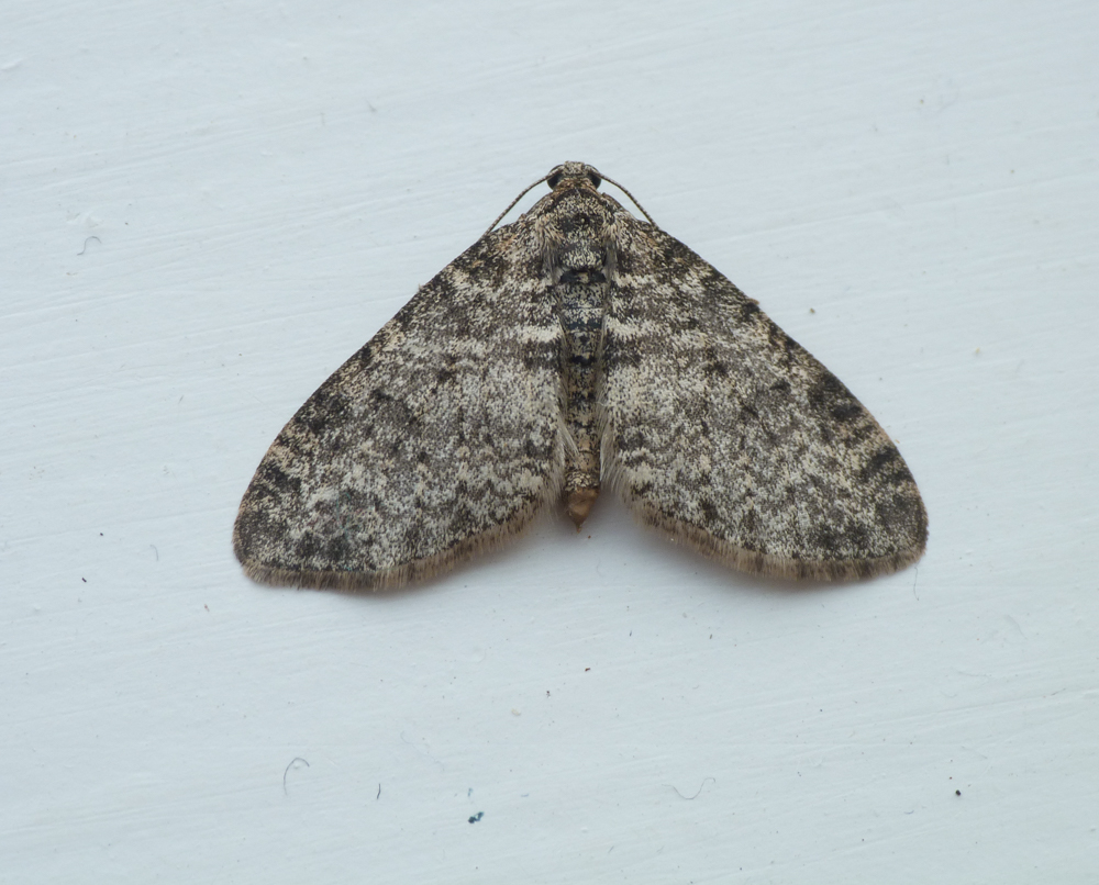 The Fifth Beetle: Cherubim and Seraphim...and Nephilim