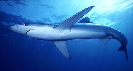TIBURONES