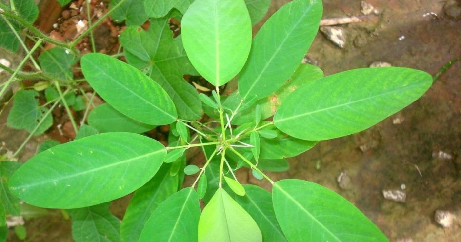 ECOHERBS .....: Moovila [NEER MALLI] Pseudarthria viscida