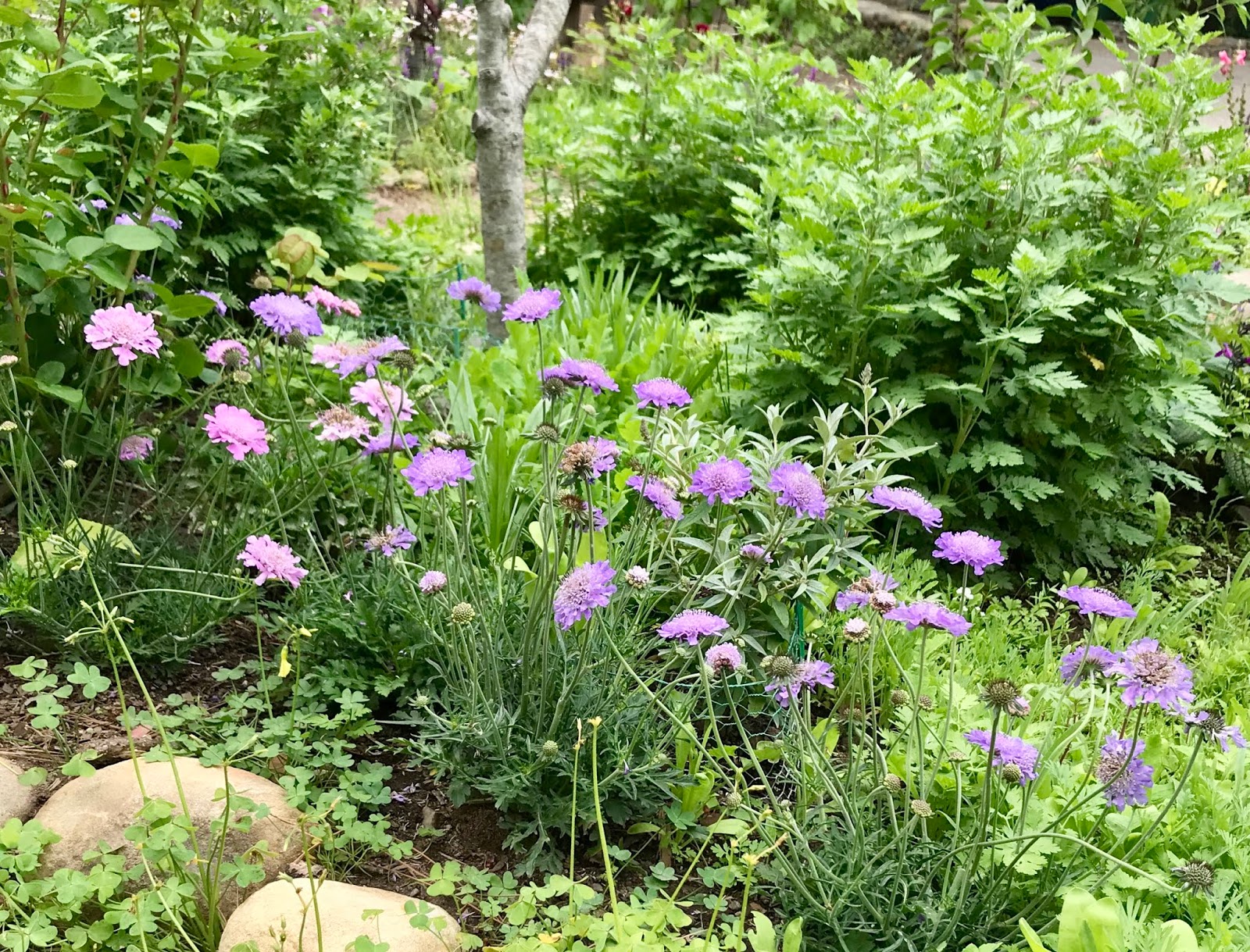 On Discovering A Garden: Gopher Resistant Plants