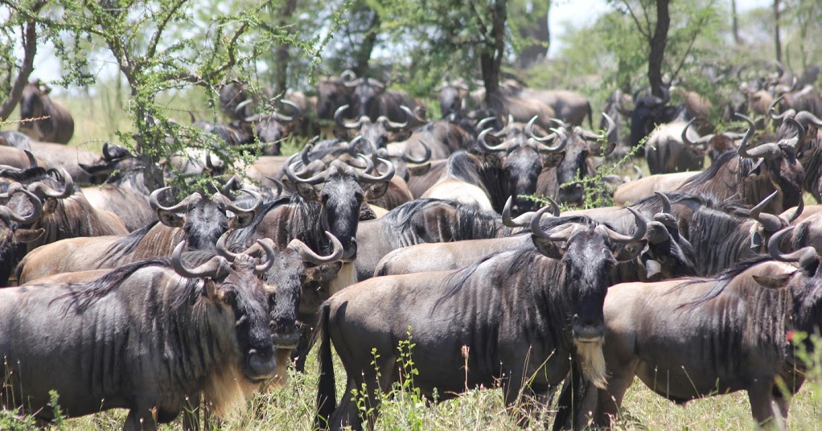 Kilimanjaro Official Blog: UGONJWA WA KIMETA WAUA NYUMBU TISINI ...