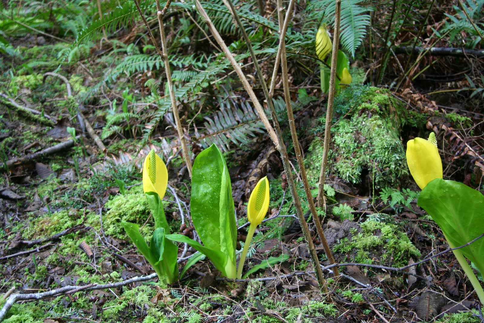 Beit Emmett: Spring Break in the Pacific Northwest