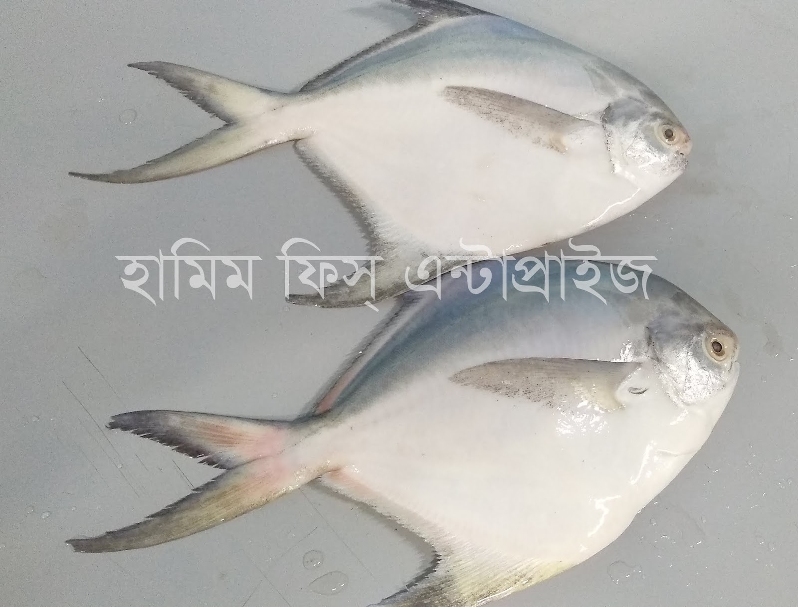 Hamim Fish Enterprise