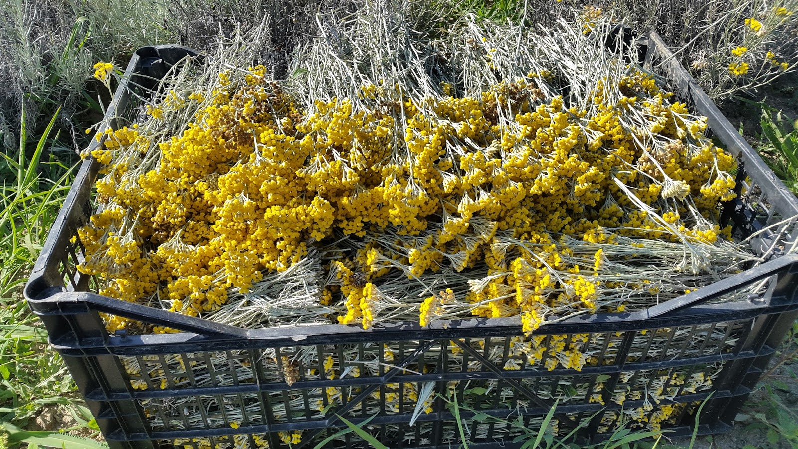 Smilje u Kući magične trave