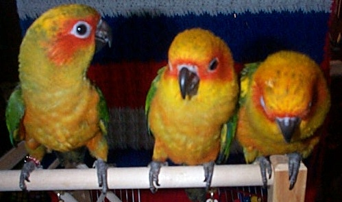 Hello Friends..!: yellow quaker parrot