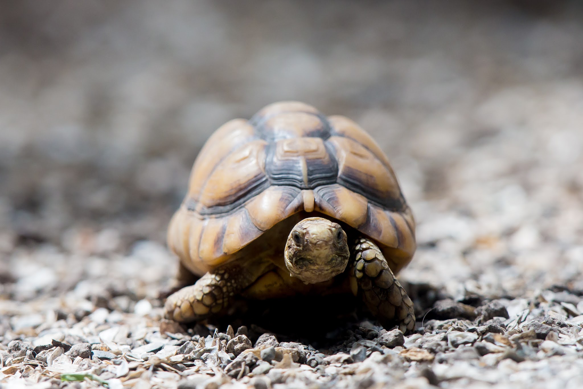 Tiny Egyptian tortoises teach us a big lesson in hope