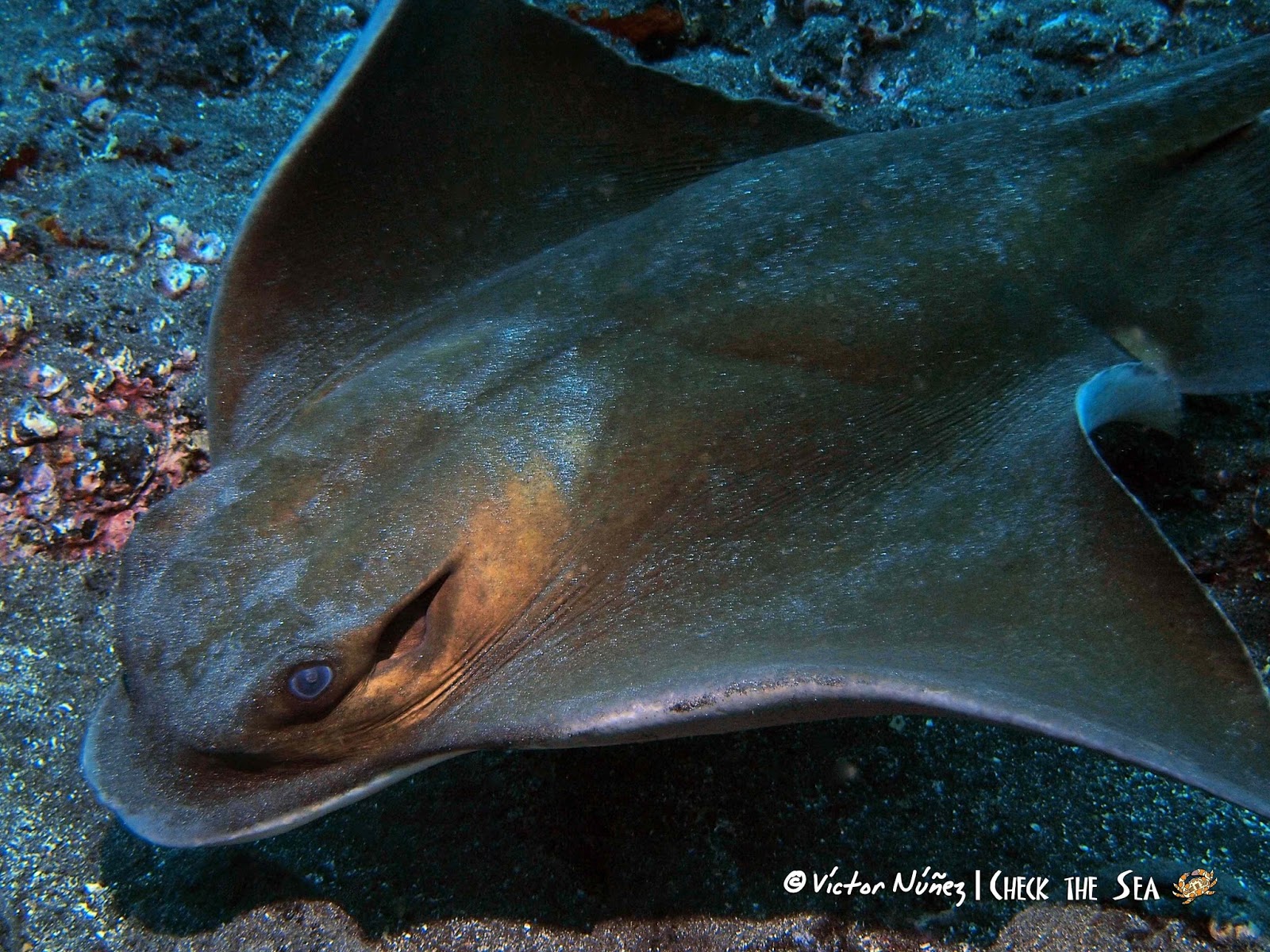 Check the Sea. Web de buceo y fotografía submarina de las Islas ...