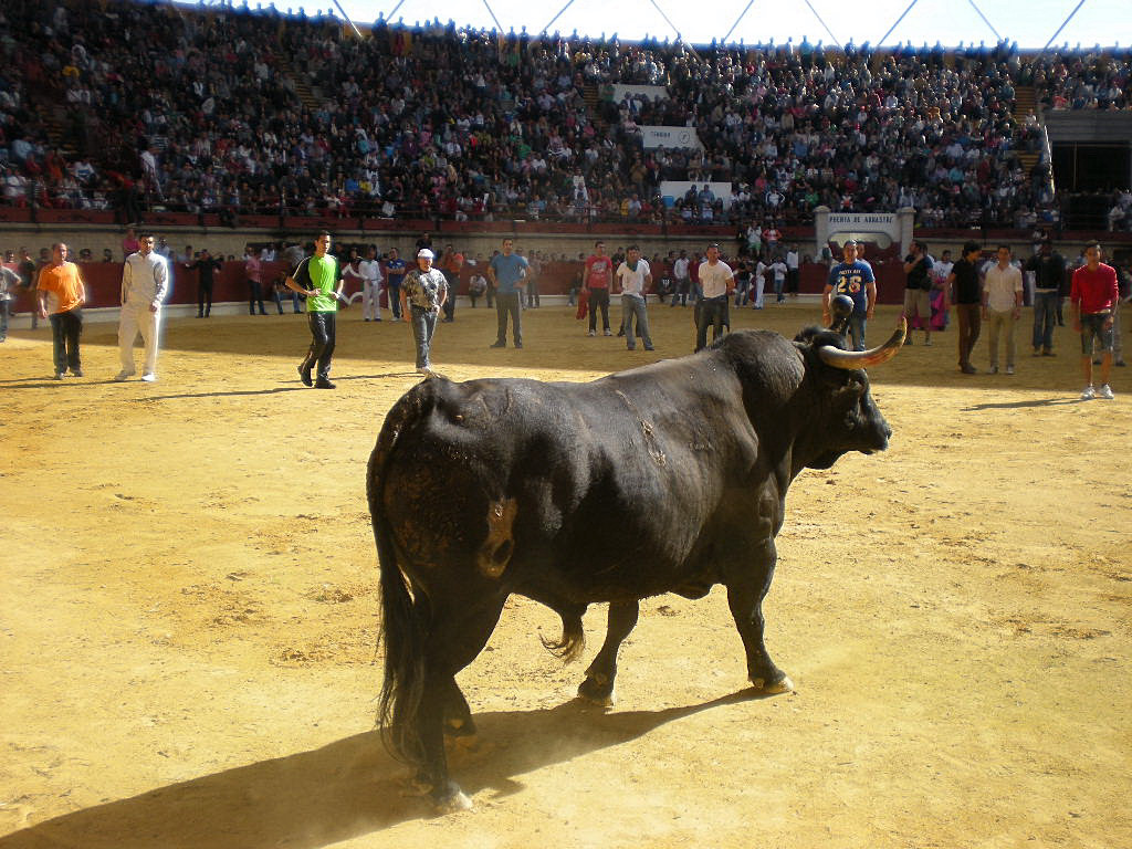 Blog Taurino Remellao : TORO EMBOLAO, LOS BARRIOS DOMINGO DE RESURRECCIÓN