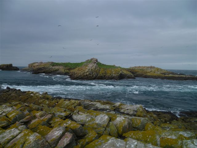 Guernsey Gulls: Back to Burhou, Alderney