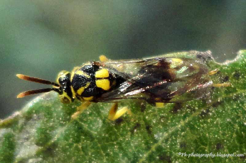 Chalcid wasp | Nature, Cultural, and Travel Photography Blog