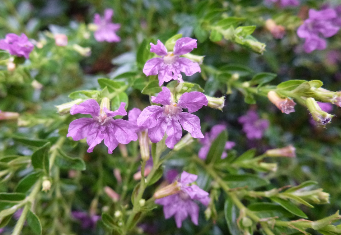 Greenfingers: Pokok dan Bunga di Laman
