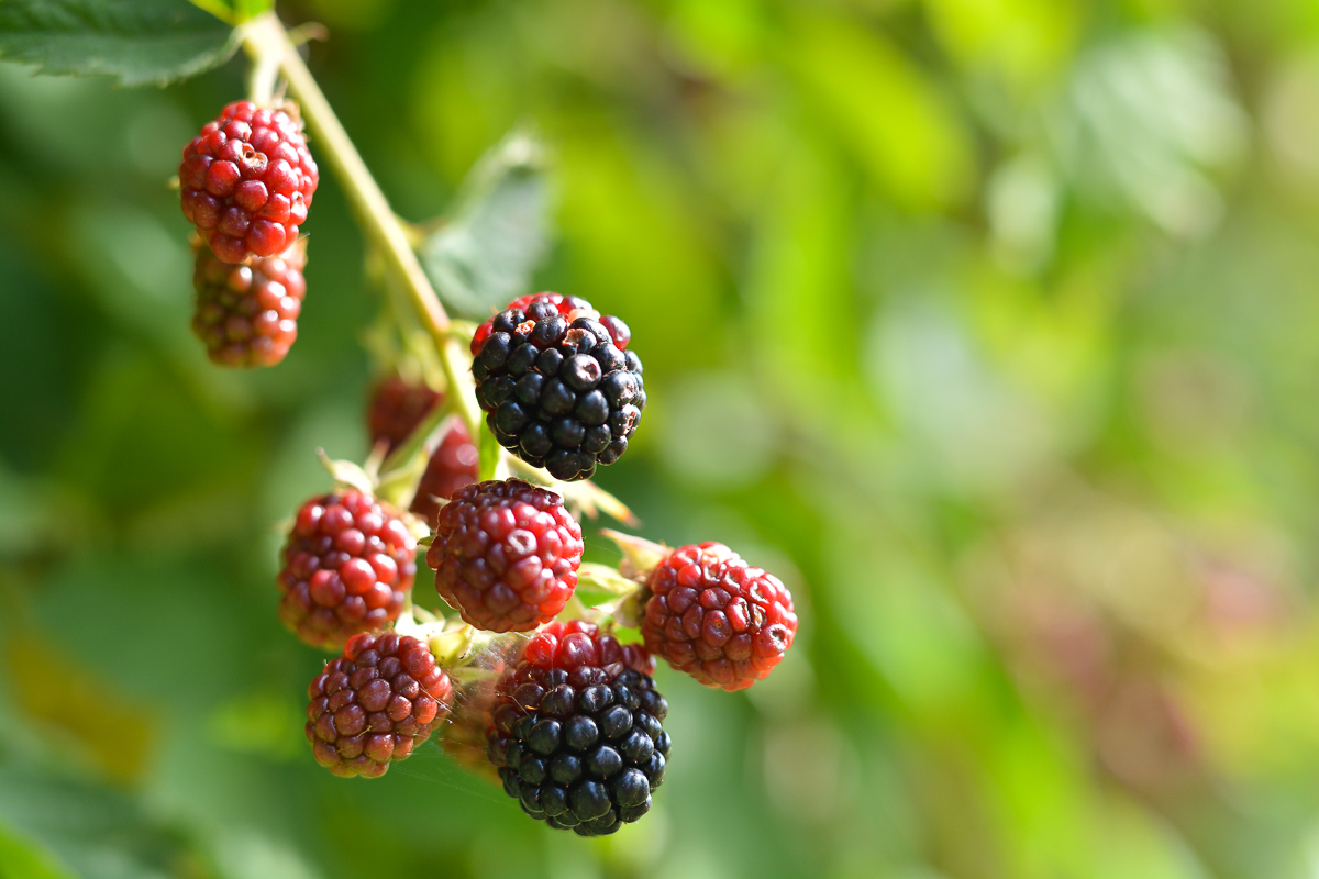 La pose Photo : P18-16 fruits sauvages
