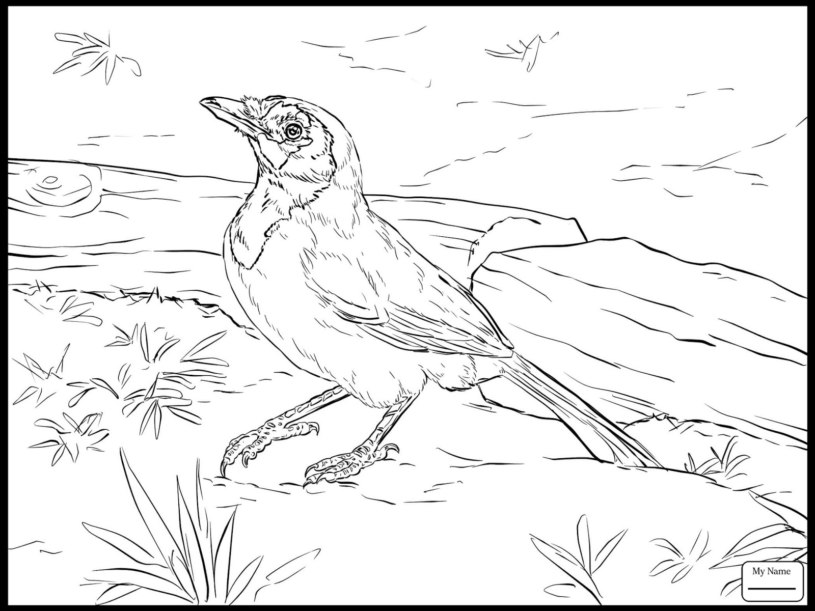 jay coloring pages - jiahajava