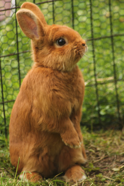 Thrianta Rabbit: Characteristics, Origin, Uses & Full Breed Information