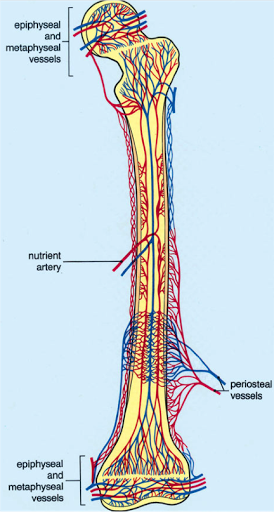 Simple Anatomy: Blood supply of long bone