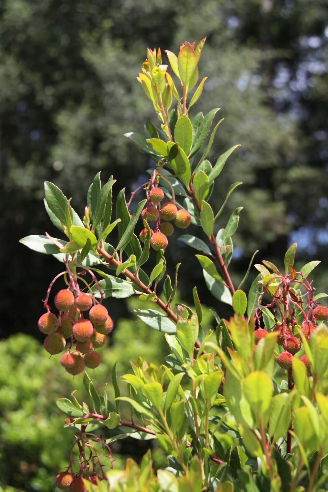 Recent Plant Photos at Western Tree Nursery: Arbutus Oktoberfest 24 ...
