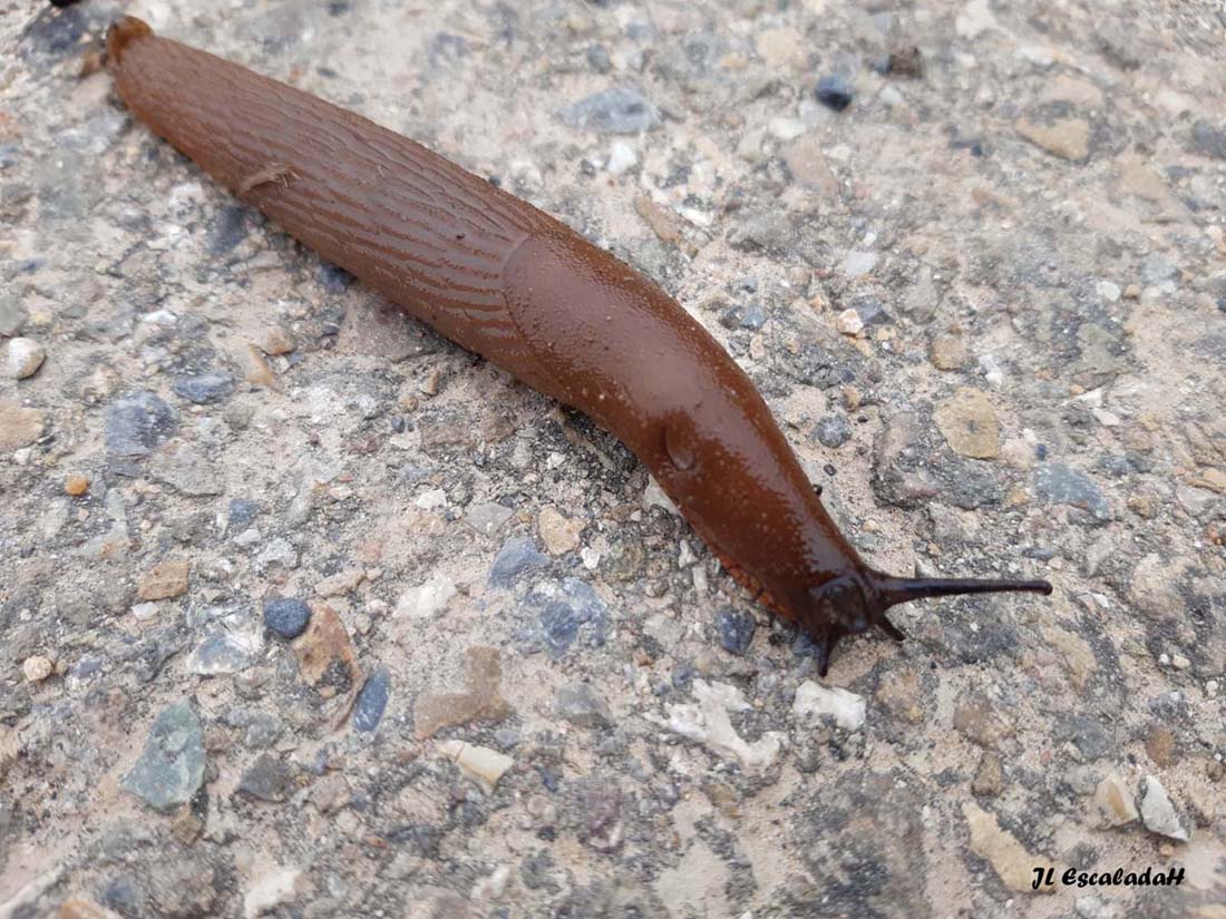 MILAGRO Natura: BABOSA TERRESTRE