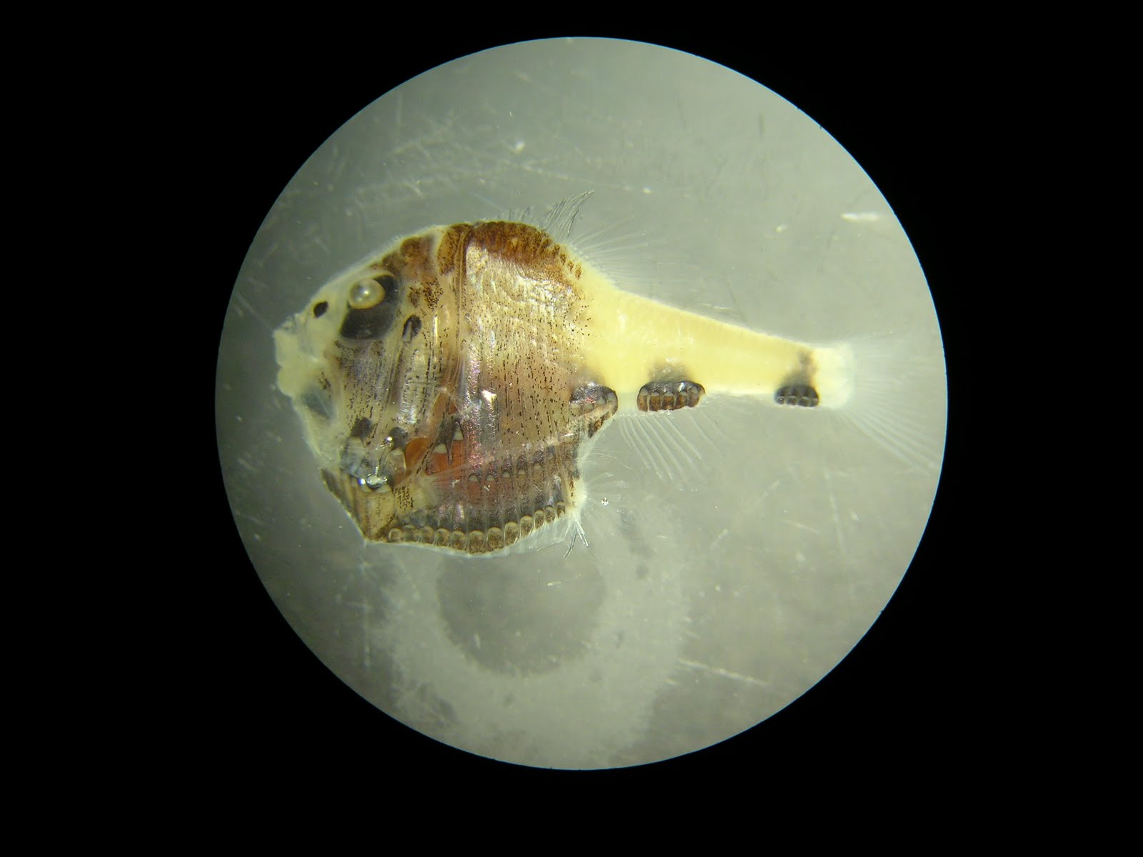 Larvas de peces; Fish larvae: LANTHERN-FISHES FROM CALIFORNIA CURRENT ...