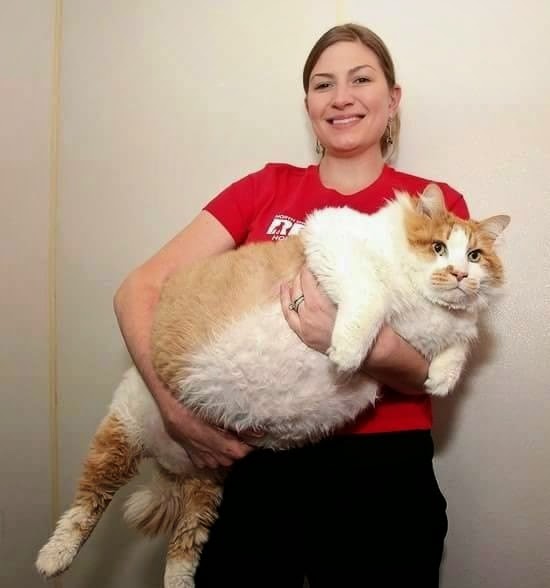 Giant Cat Breed in the World | Funny Collection World