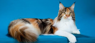 Mengenal Kucing Maine Coon, Salah Satu Jenis Kucing Terbesar Didunia ...