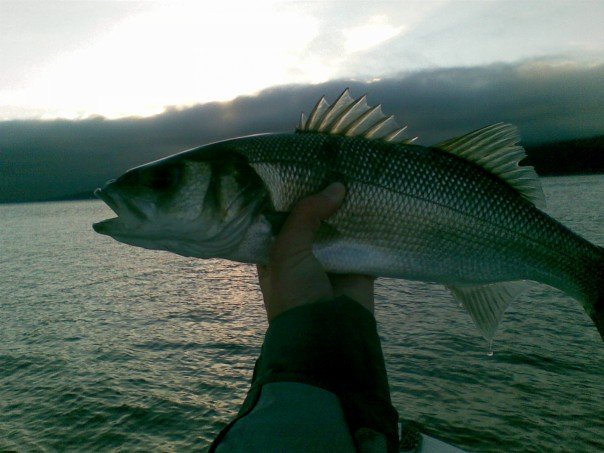 Havabbor i Indre Oslofjord?