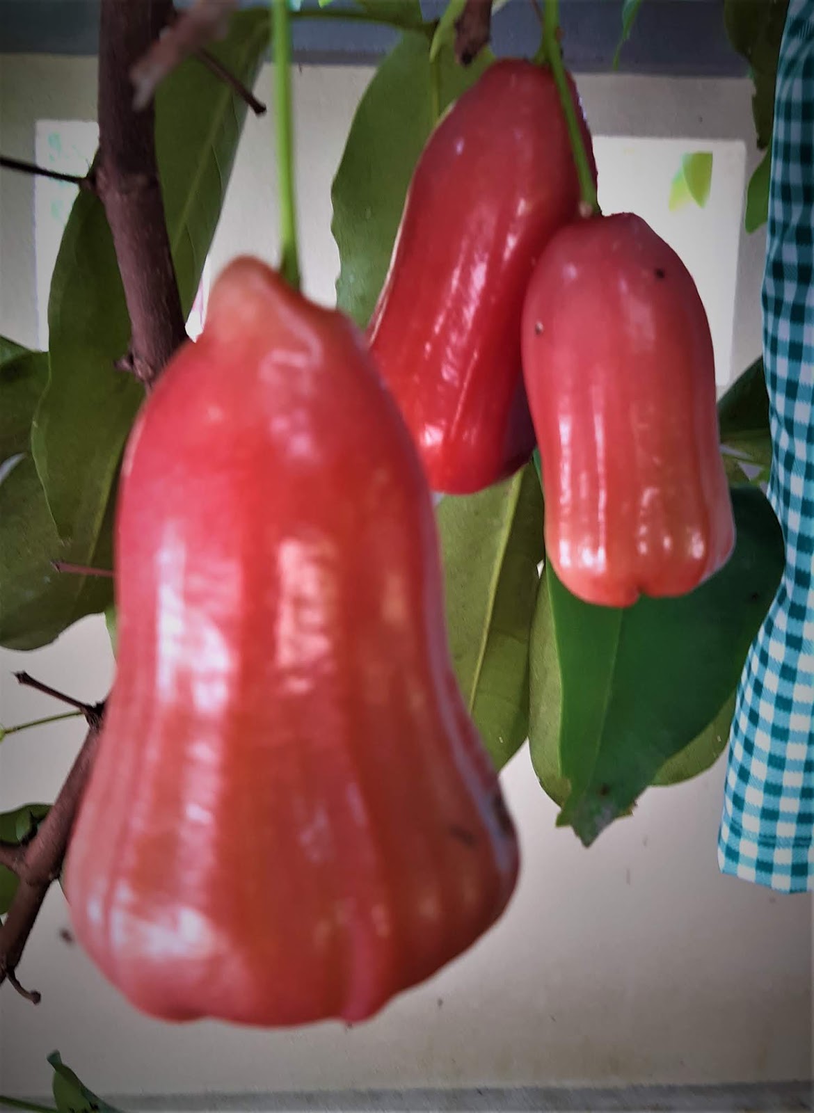 Rainbow: Jambu aka Water Apples