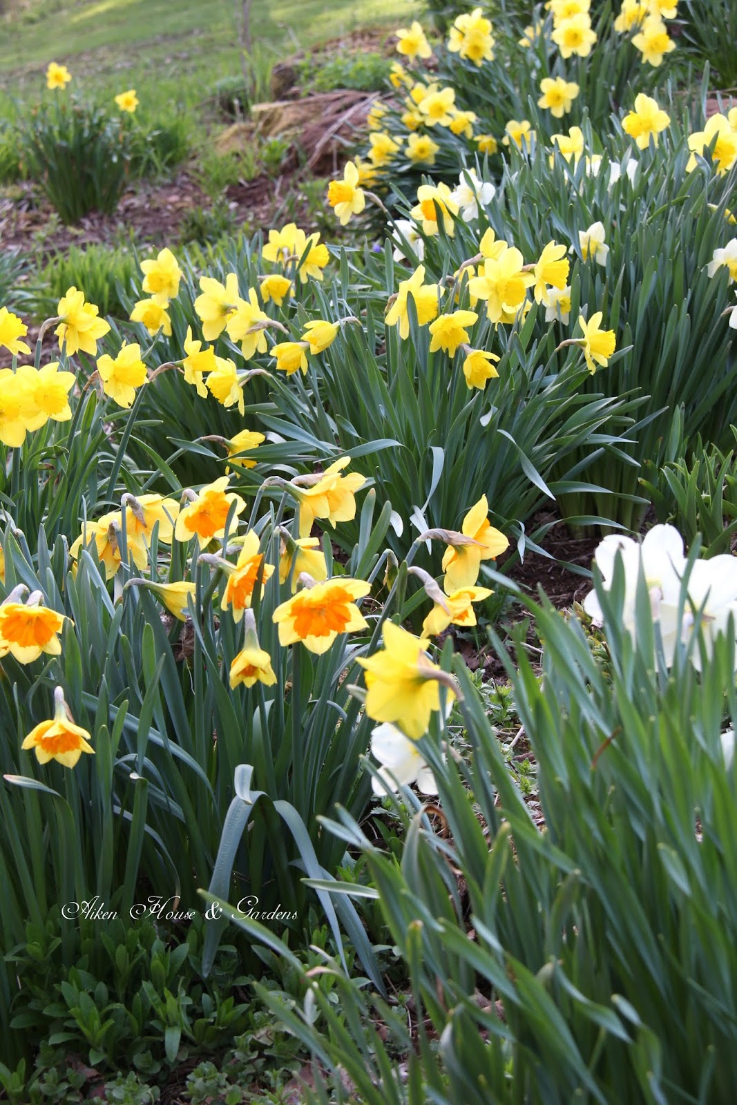 Aiken House & Gardens: Spring Garden