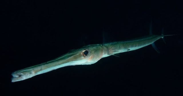 Something Fishy Going On: Most wanted : Cyprus.