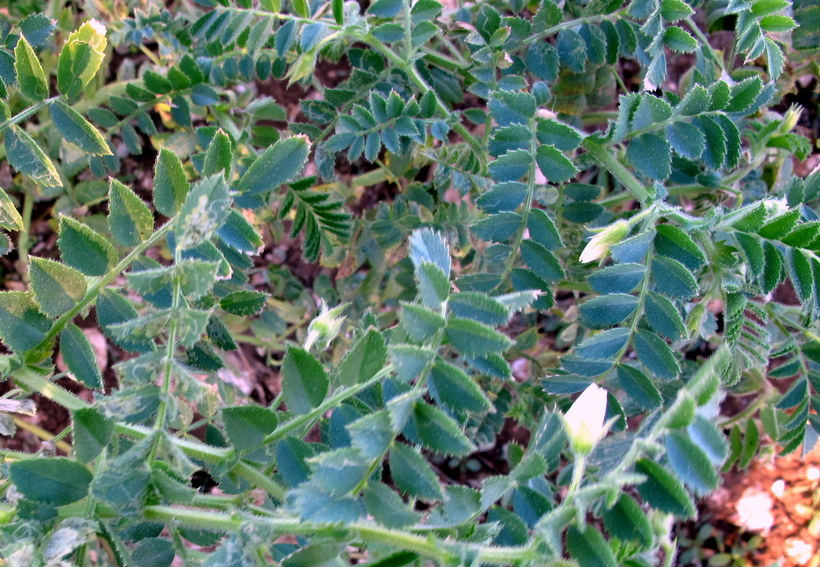FLORA NEL SALENTO e.. anche altrove: Cicer arietinum L. - Fabaceae - cece